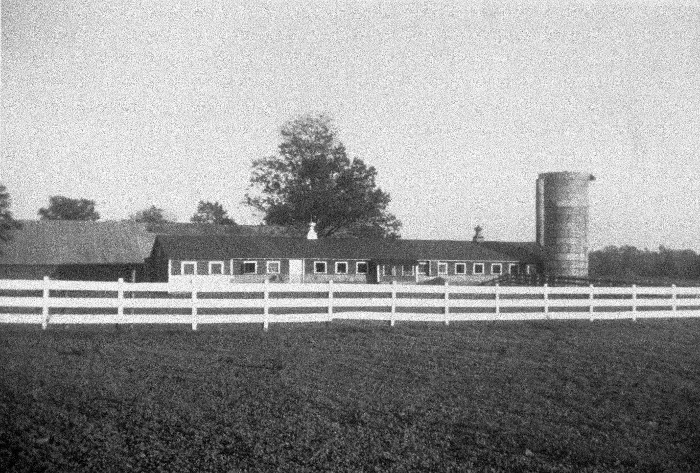 Highlights of The Journey of Faith: Bessie the Cow - The Billy Graham ...